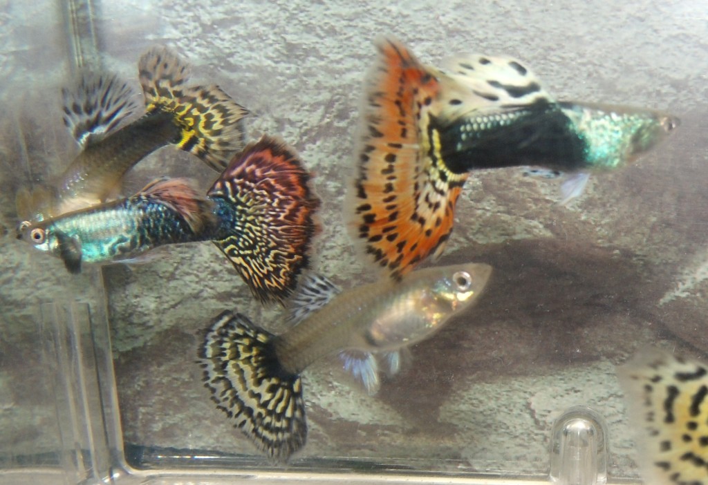 Guppys aus dem Zoofachhandel – Guppy4you